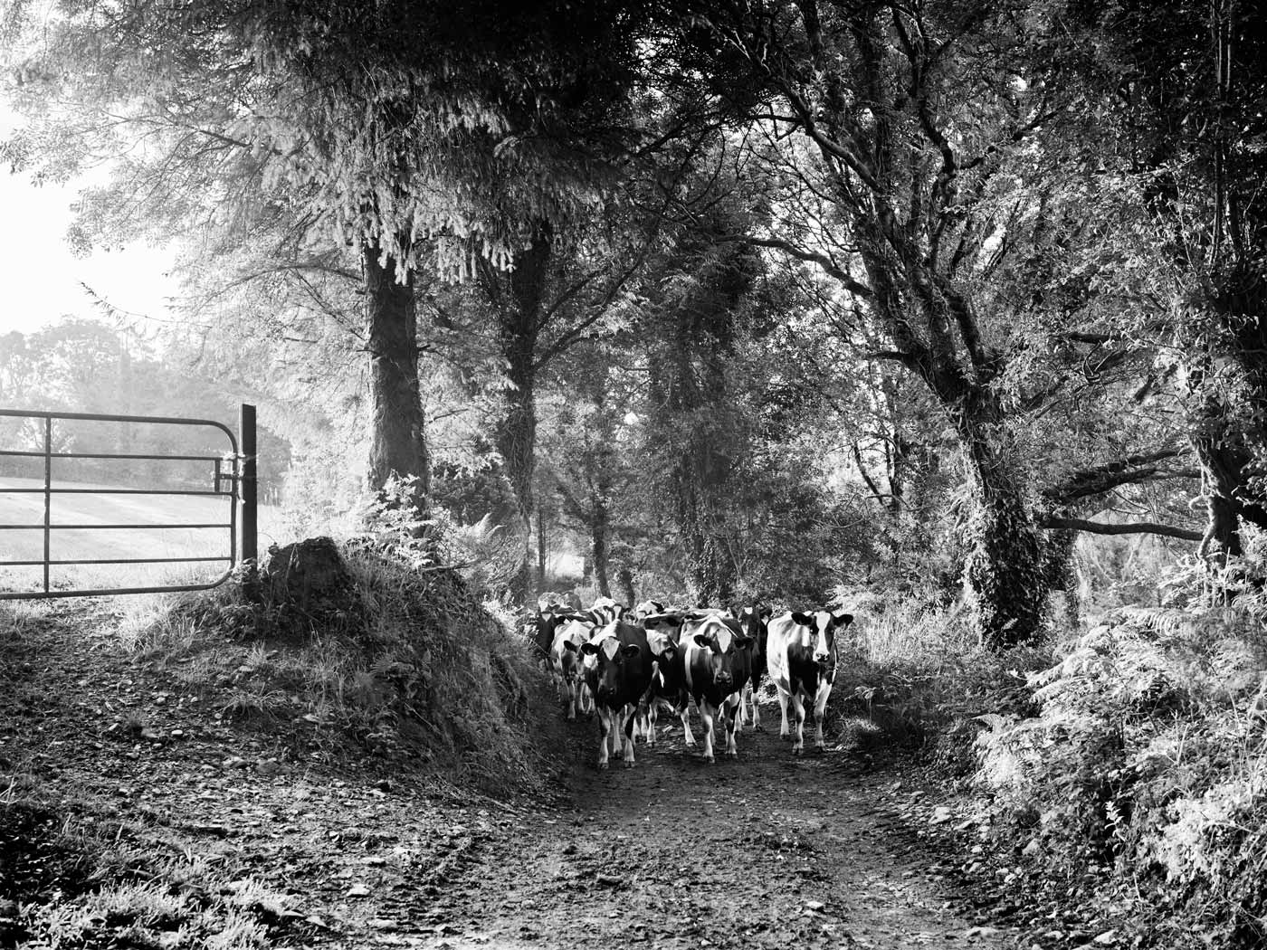 Montgomery Press store