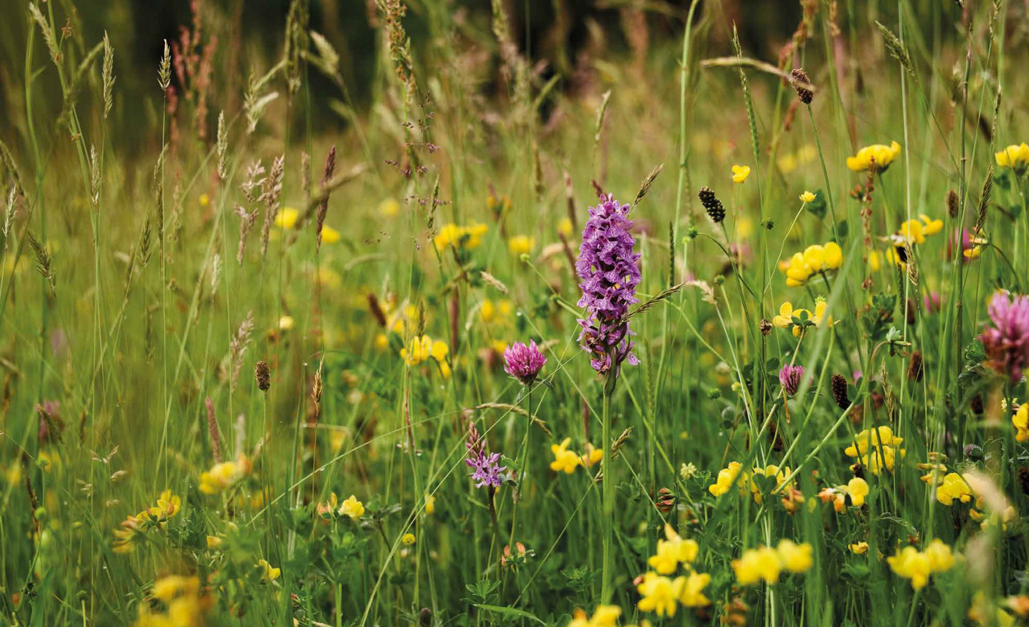 Montgomery Press store